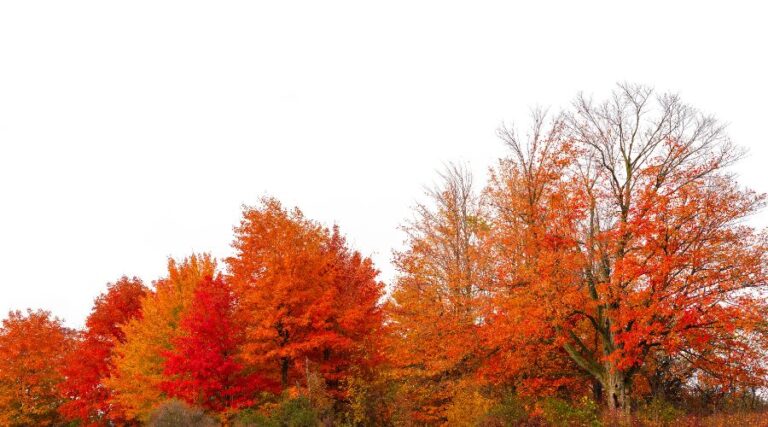 A Guide to Fall Tree Fertilization for Your Lancaster, PA, Property ...