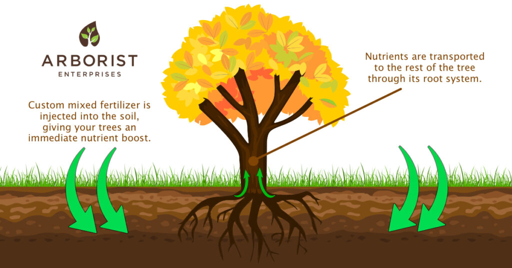 A Guide to Fall Tree Fertilization for Your Lancaster, PA, Property ...